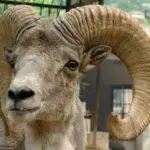 Turkmen Ram: Penerangan Rock and Habitat, Gaya Hidup dan Diet 2907_5