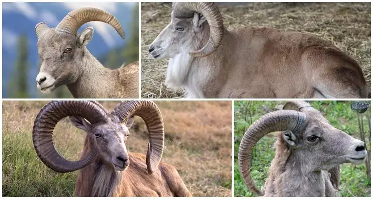 Turkmen Ram.