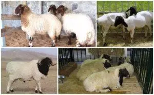 Descrición e características da raza de Kalmack de ovellas, regras de contido