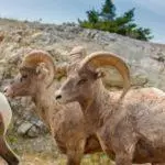 Turkmen Ram: Descrizione del rock e habitat, stile di vita e dieta 2907_8