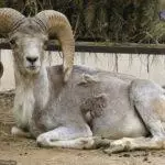 Turkmen Ram: Penerangan Rock and Habitat, Gaya Hidup dan Diet 2907_9