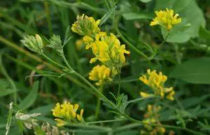 Tipi e varietà di Alfalfa, i suoi pro e contro come un semestrale e quando è meglio seminare