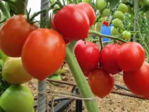 Característica e descrición da variedade de stolypin de tomate, o seu rendemento
