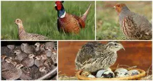 Sự khác biệt giữa partridge và chim cút, các tính năng của chim và tốt hơn
