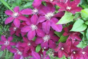 Beschreiwung an Charakteristike vu Clematis Sorter Nebe, Landung an Fleegschema