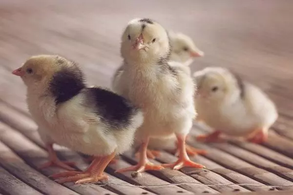 Prvi piščanci