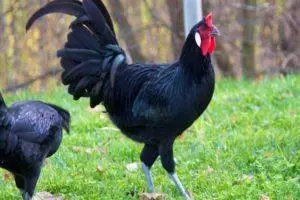 Merkmale und Beschreibung von Hühnern von La Flash Breed, Inhaltsregeln