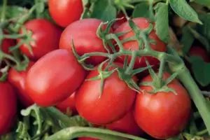 Beskrivning av Monti F1 Tomato-sorterna och dess egenskaper