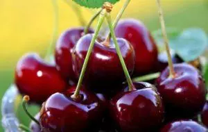 Opis i cechy Cherry Cherry Cherry Serce, rosnące i opiekę