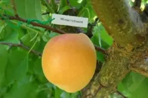 Beskrivelse av mangfoldet av aprikoser monastikk, dyrking, landing og omsorg