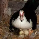 Comment faire de l'adulte assis sur les œufs: un moyen facile et pourquoi parfois il ne veut pas 2956_1