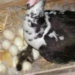 How to make indulge sit on eggs: an easy way and why sometimes he does not want 2956_6