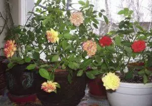 Descripció de les varietats de roses cobertes, com créixer i cuidar la casa a l'olla