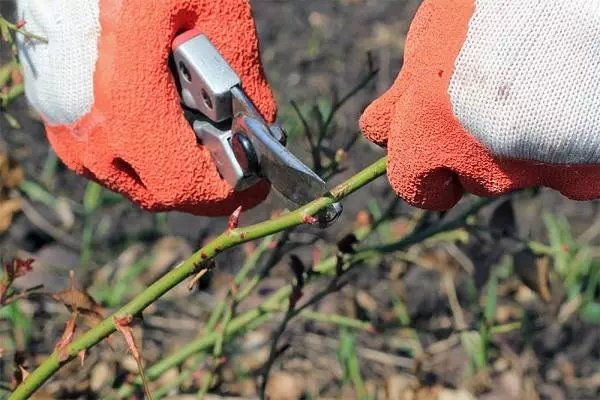 Trimming Bush