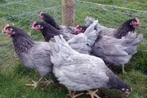 Description and rules for the content of chickens of the Aurora breed