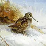waldshnepe：什麼是鳥和看起來的東西，居住，吃和巢，敵人 2965_13