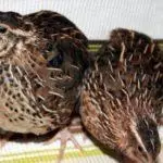 How to distinguish the female from the male quail: the methods of determining the floor and at what age can 296_10