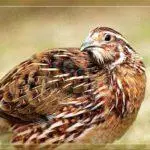 How to distinguish the female from the male quail: the methods of determining the floor and at what age can 296_12