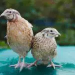 How to distinguish the female from the male quail: the methods of determining the floor and at what age can 296_13