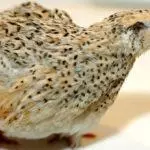 How to distinguish the female from the male quail: the methods of determining the floor and at what age can 296_14