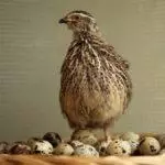 How to distinguish the female from the male quail: the methods of determining the floor and at what age can 296_4