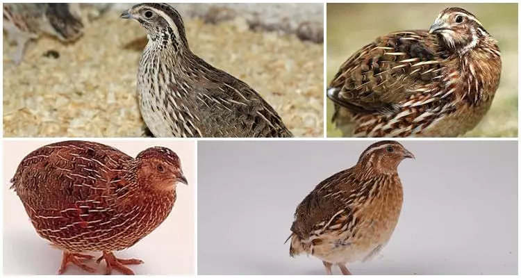 How to distinguish the male quails from females, floor definition methods