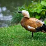 Cabelo: O que os patos comem e onde a raça habita, reproduzindo em casa 2970_7