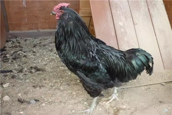 I-rooster emnyama