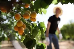 Tanduran, kebangkrutan lan perawatan kanggo aprikot ing pinggiran kutha ing lemah sing mbukak lan trimming
