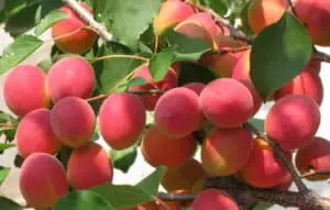 תיאור מגוון רחב של apricot saratov רובי, מאפיינים ואבנים