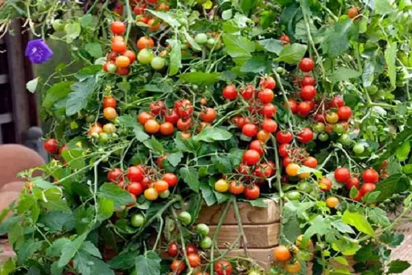 Cascade de tomate