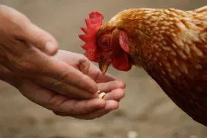 È possibile dare patate crude a galline e come nutrire gli uccelli