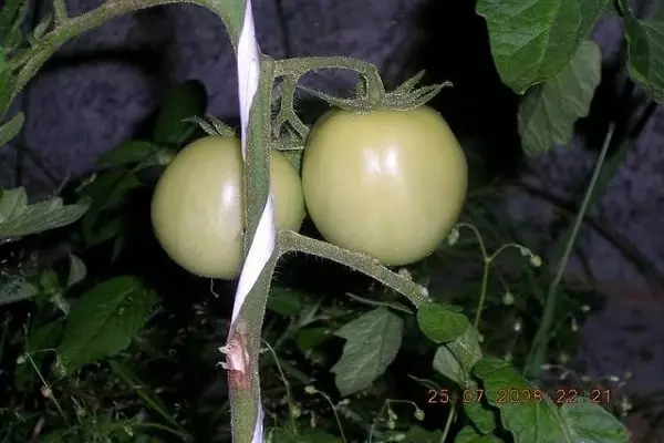 Tomatenbarnaul Canning: Merkmal und Beschreibung der sibirischen Sorte mit Fotos