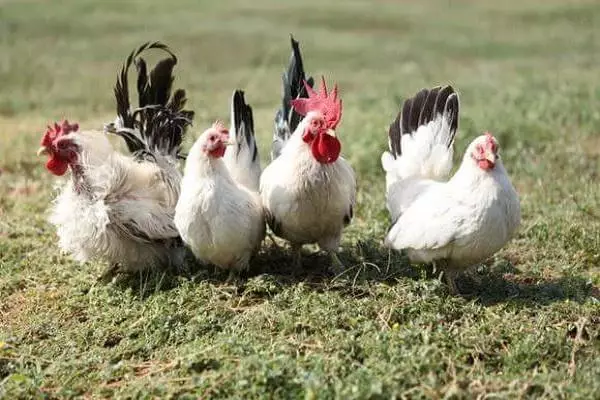 Pollos en caminar