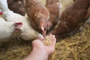 Tavuklar ve dozaj için hangi vitaminlere ihtiyaç vardır, ilaçların isimleri ve faydalı ürünler
