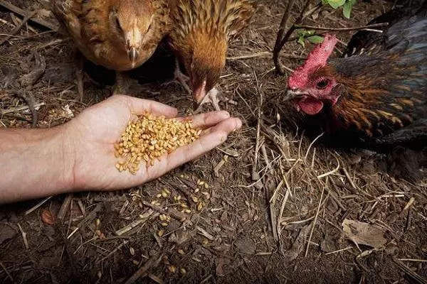 To eat with the hands