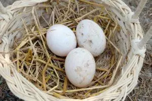¿Cuántos huevos se pueden poner debajo del guión y si la mampostería de otras aves?