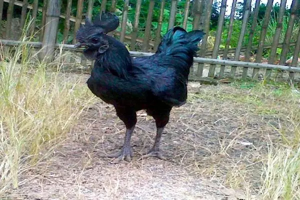 Ayam Ceemani