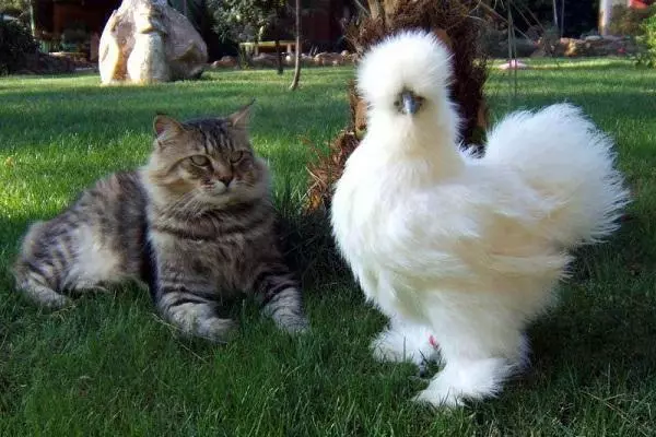 Kot z kurczakiem.