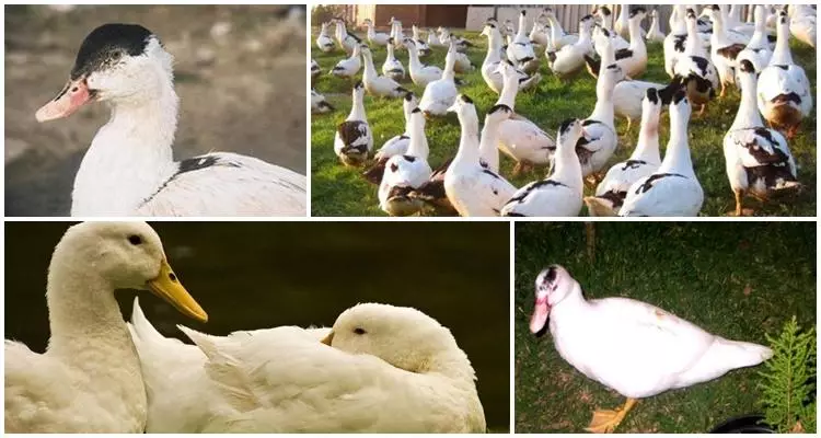 Combien de maugières poussent à l'abattage