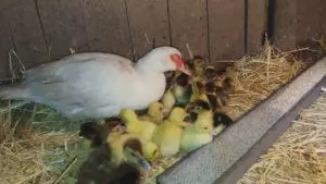 Do një rosë e zogjve të dikujt tjetër dhe do të mbijetojë ducklings pa hedhur nënën e tyre