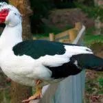 Sybuna Ducks: Баштапкы үйгө тукумдун жана назарды сүрөттөө 3013_2