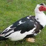 Sybuna Ducks：初心者のための自宅での品種と希釈の説明 3013_3