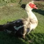 Sybuna Ducks. Breed ուցահանդեսների նկարագրությունը սկսնակների համար տանը 3013_8