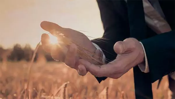 Pšenica u rukama