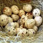 當他們開始匆匆鵪鶉：年齡在家裡，每天給予多少雞蛋和一年 303_2