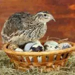 När de börjar rusa quail: Ålder hemma och hur många ägg ger per dag och ett år 303_6