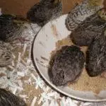 När de börjar rusa quail: Ålder hemma och hur många ägg ger per dag och ett år 303_7
