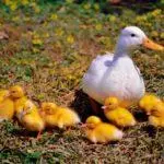 Ducklings Daily Ducklings: Waa maxay muuqaalka, daryeelka iyo nuxurka, heerkulka ku dhaca mareeyaha 3045_10