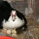 Ducklings Daily: Apa yang kelihatan, penjagaan dan kandungan, suhu di Bruuri 3045_4